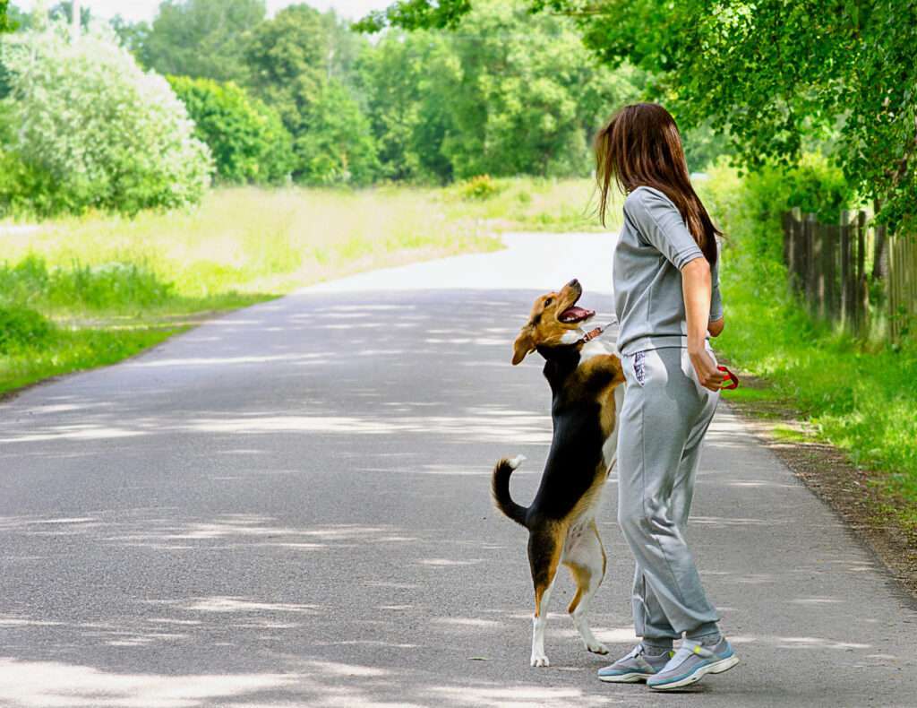 5 Tips for a Perfect Dog Walk | Dog Walking Etiquette | Furlyfe