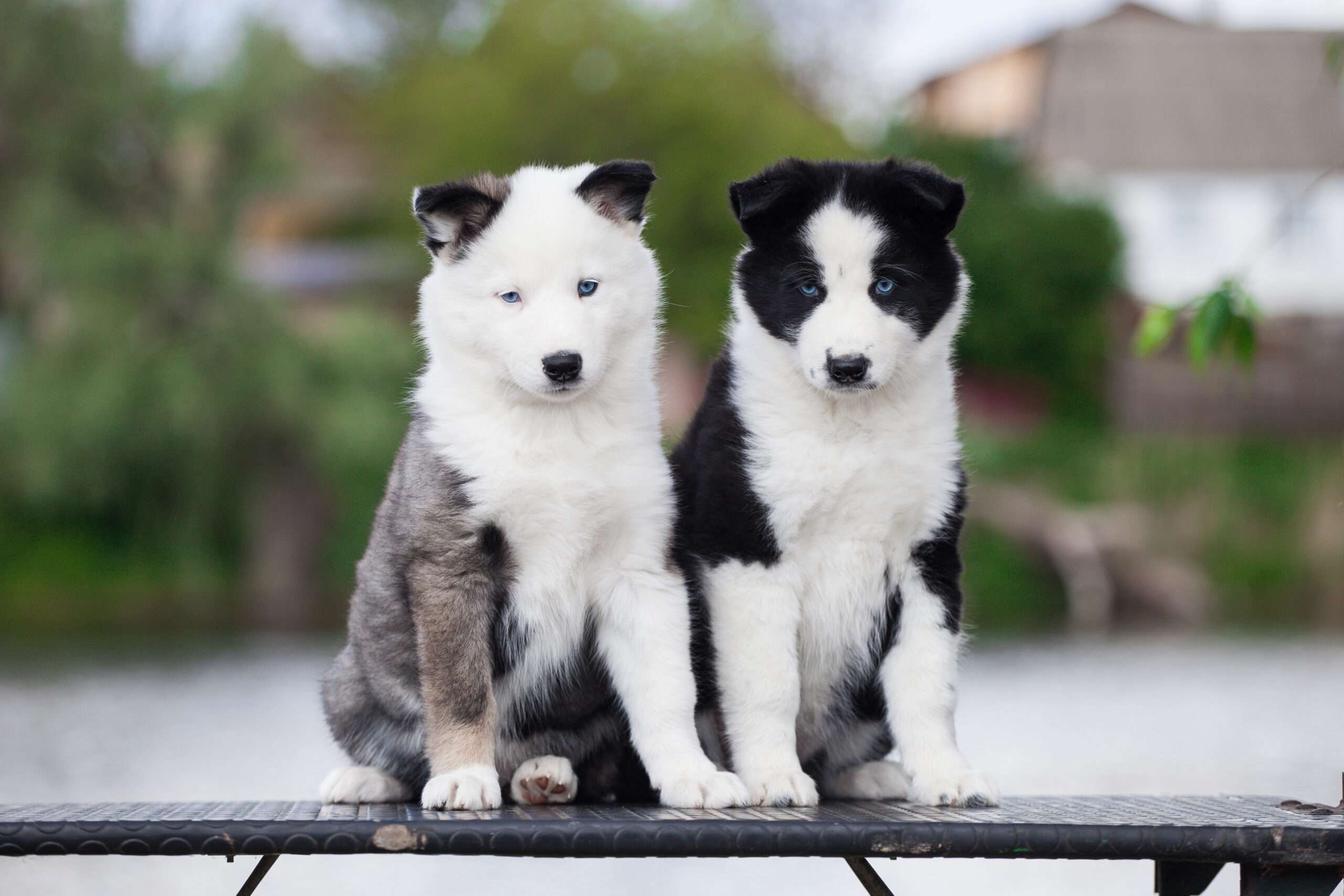Yakutian Laika - Dog Breed Information & Characteristics - FurLyfe!