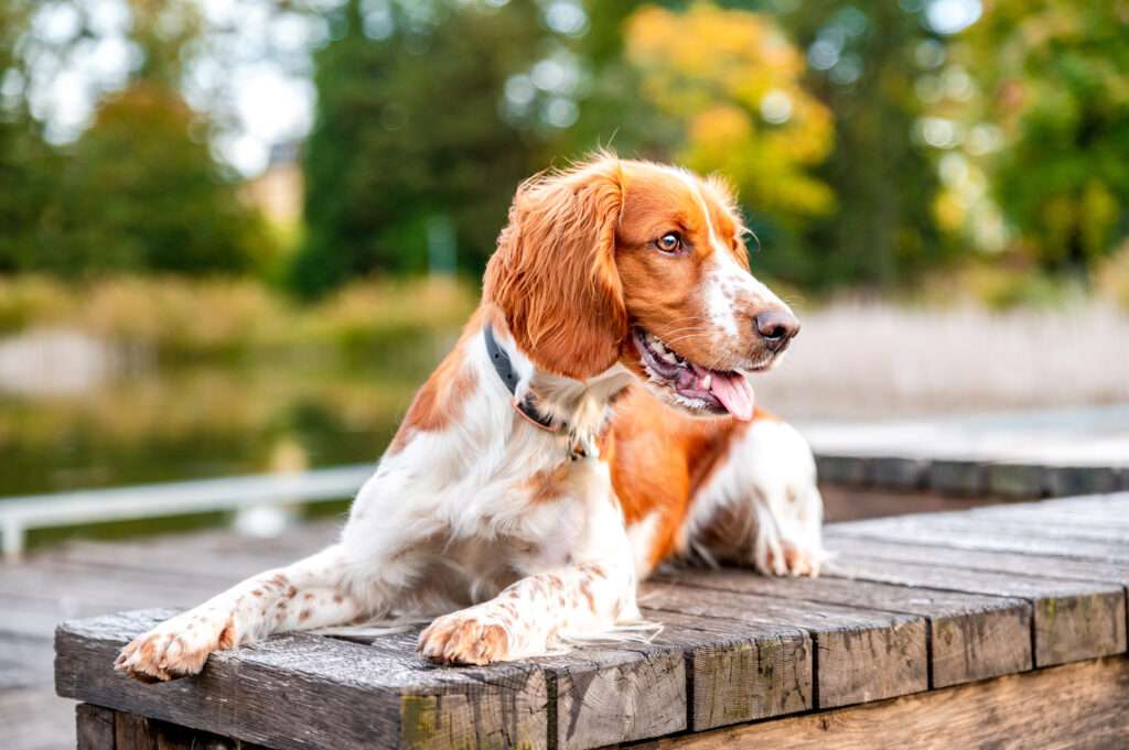 Welsh Springer Spaniel - Dog Breed Information & Characteristics - FurLyfe!