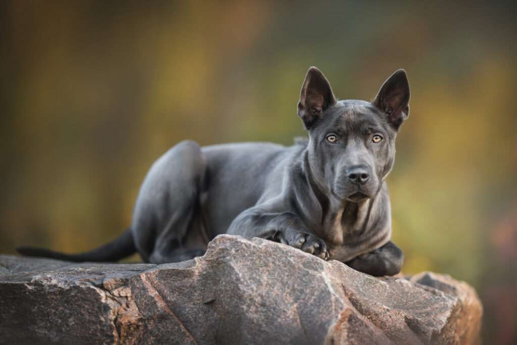 Thai Ridgeback - Dog Breed Information & Characteristics - FurLyfe!