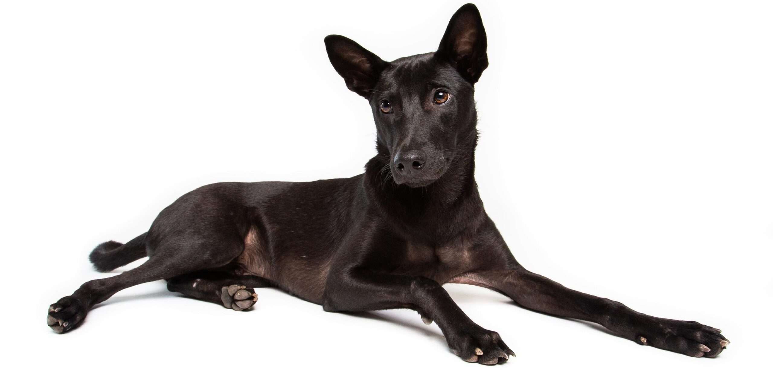 Taiwan Dog - FurLyfe!