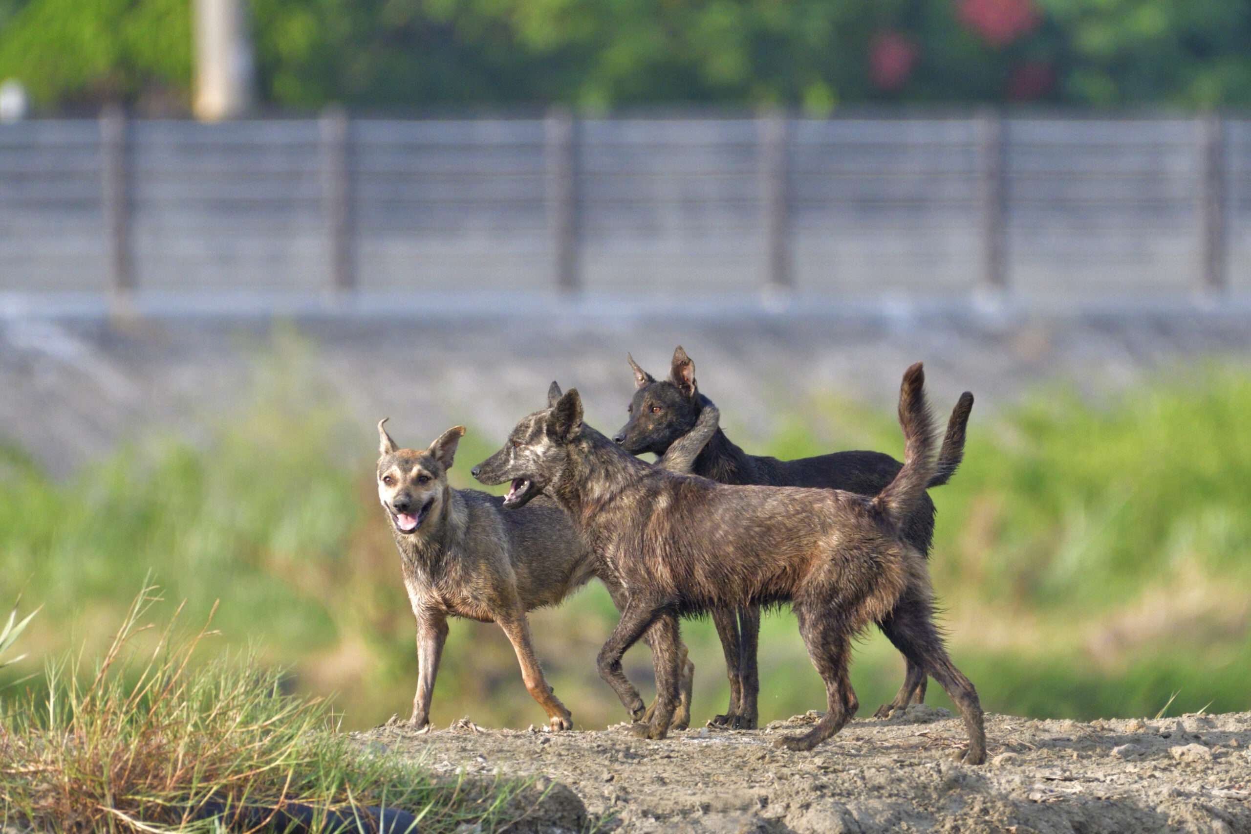 Taiwan Dog - FurLyfe!
