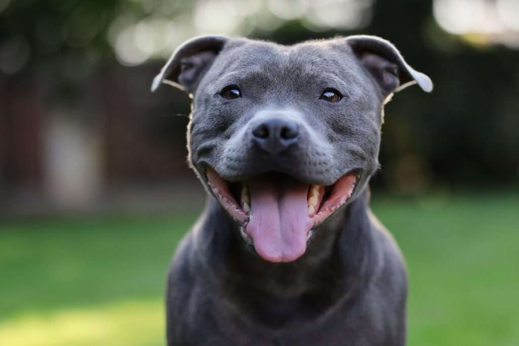 Staffordshire Bull Terrier - Dog Breed Information & Characteristics ...