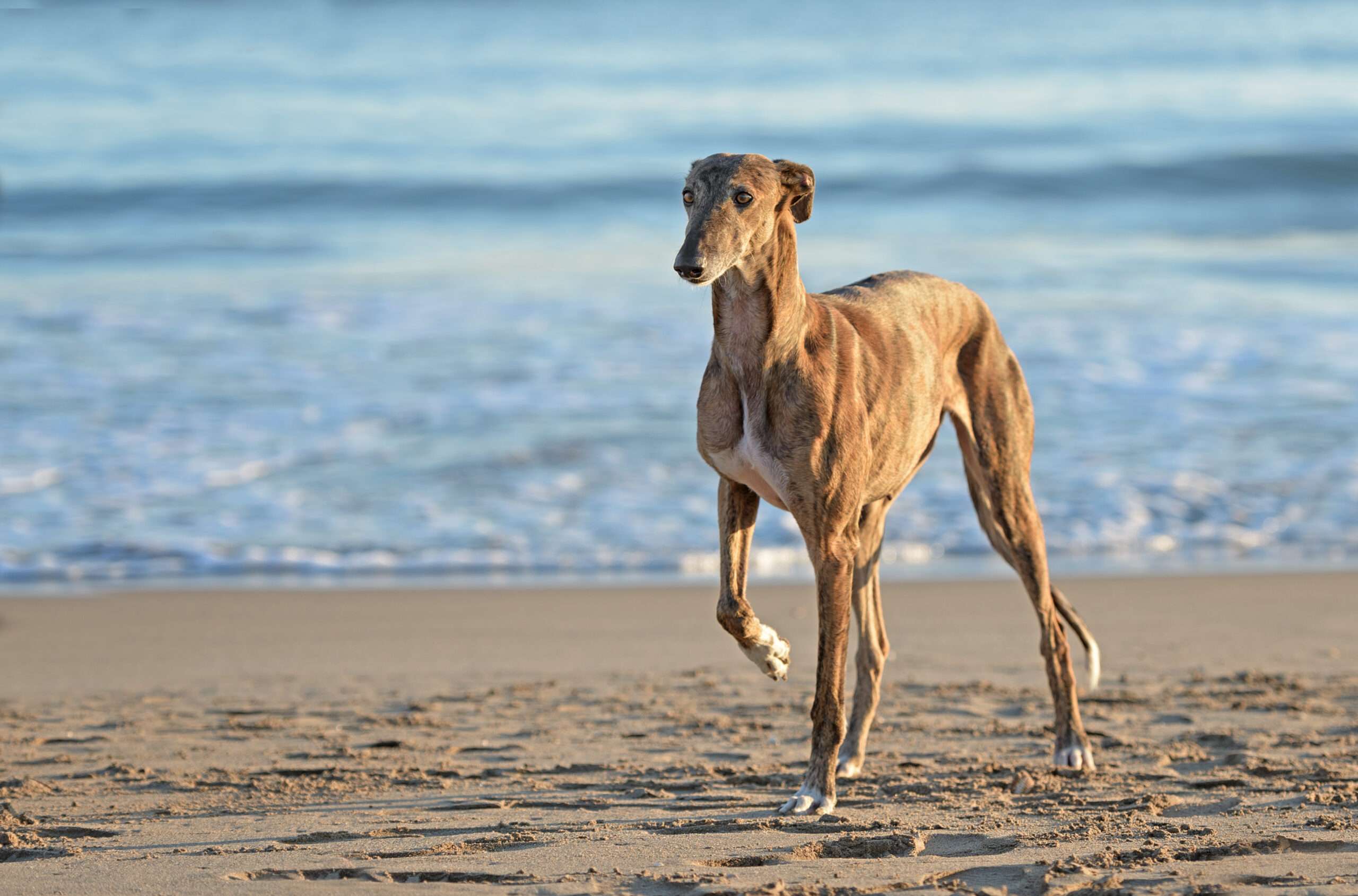 Spanish Greyhound - Dog Breed Information & Characteristics - FurLyfe!