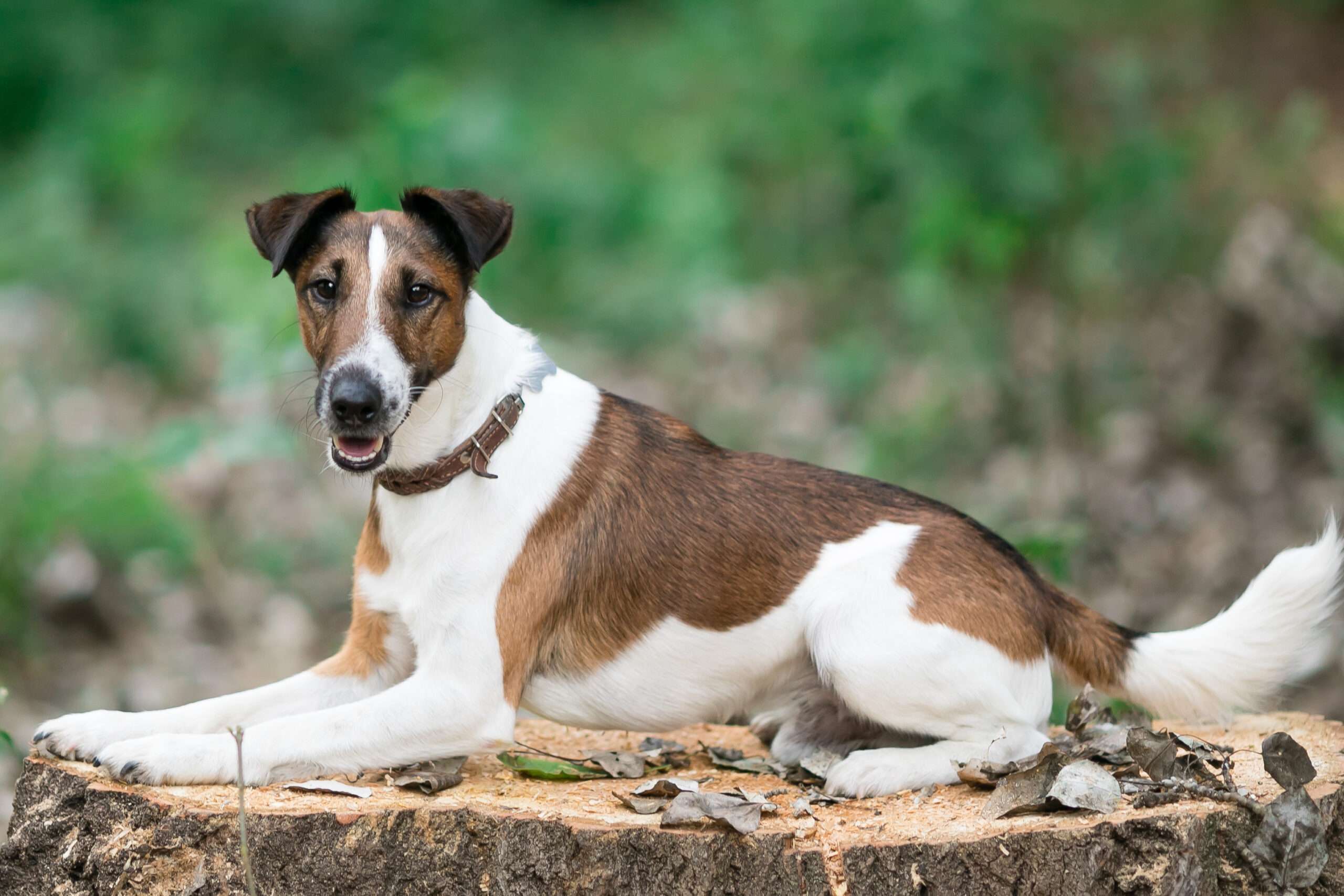 Smooth Fox Terrier - Dog Breed Information & Characteristics - FurLyfe!