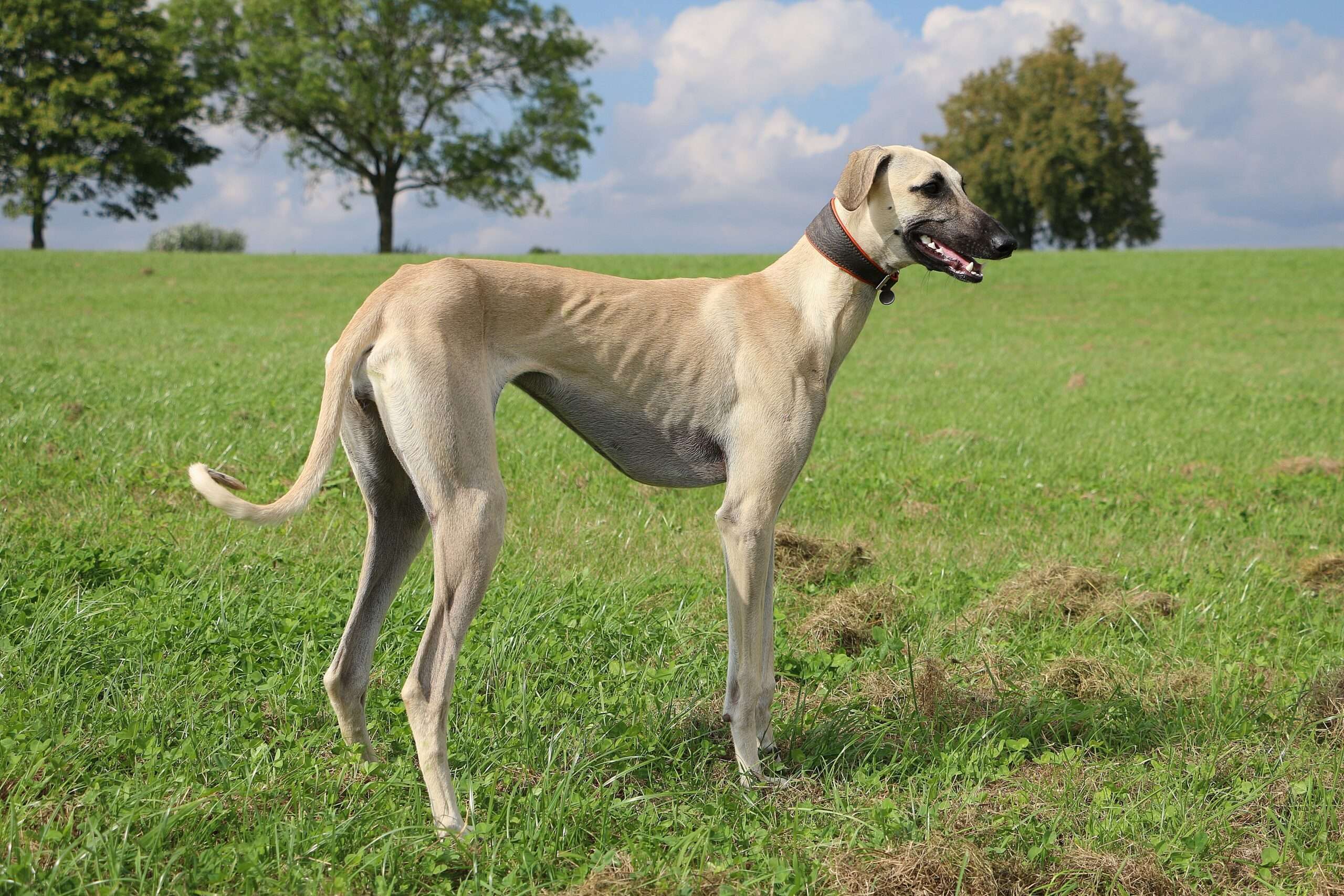 Sloughi - Dog Breed Information & Characteristics - FurLyfe!