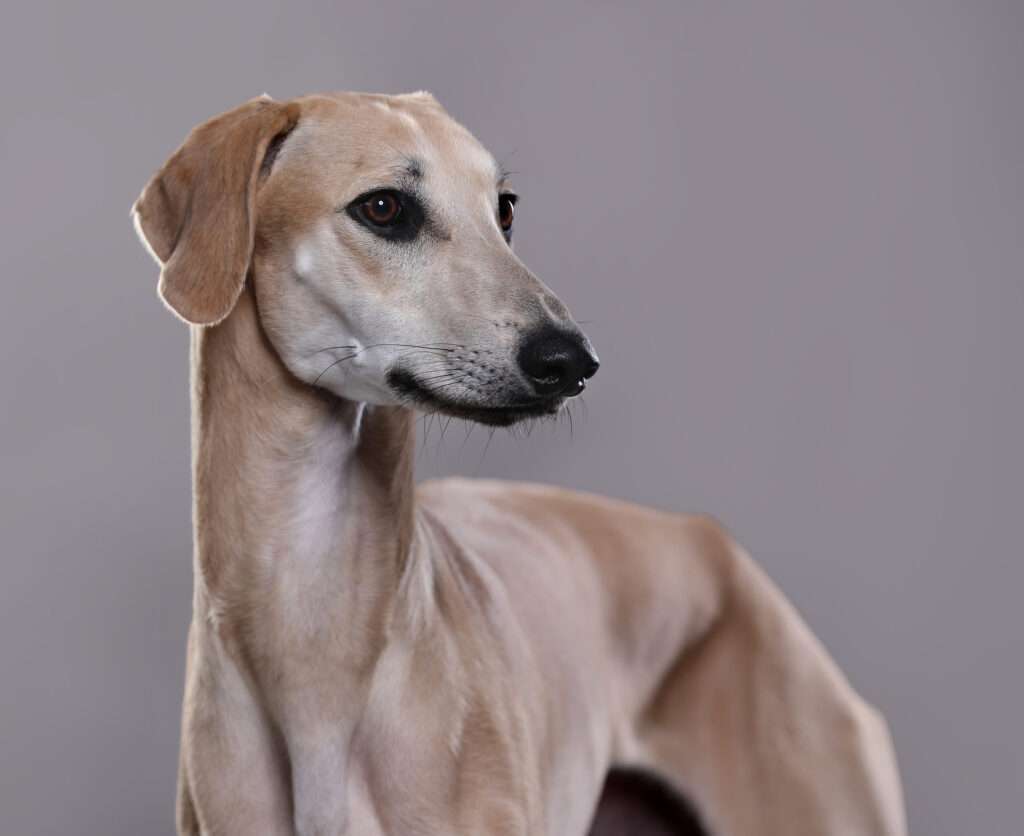 Sloughi - Dog Breed Information & Characteristics - FurLyfe!
