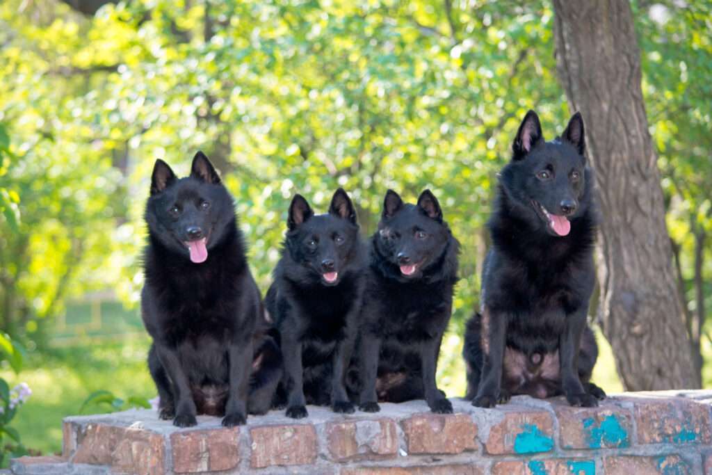 Schipperke - Dog Breed Information & Characteristics - FurLyfe!