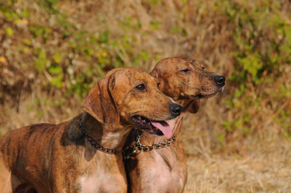 Segugio Italiano - Dog Breed Information & Characteristics - FurLyfe!