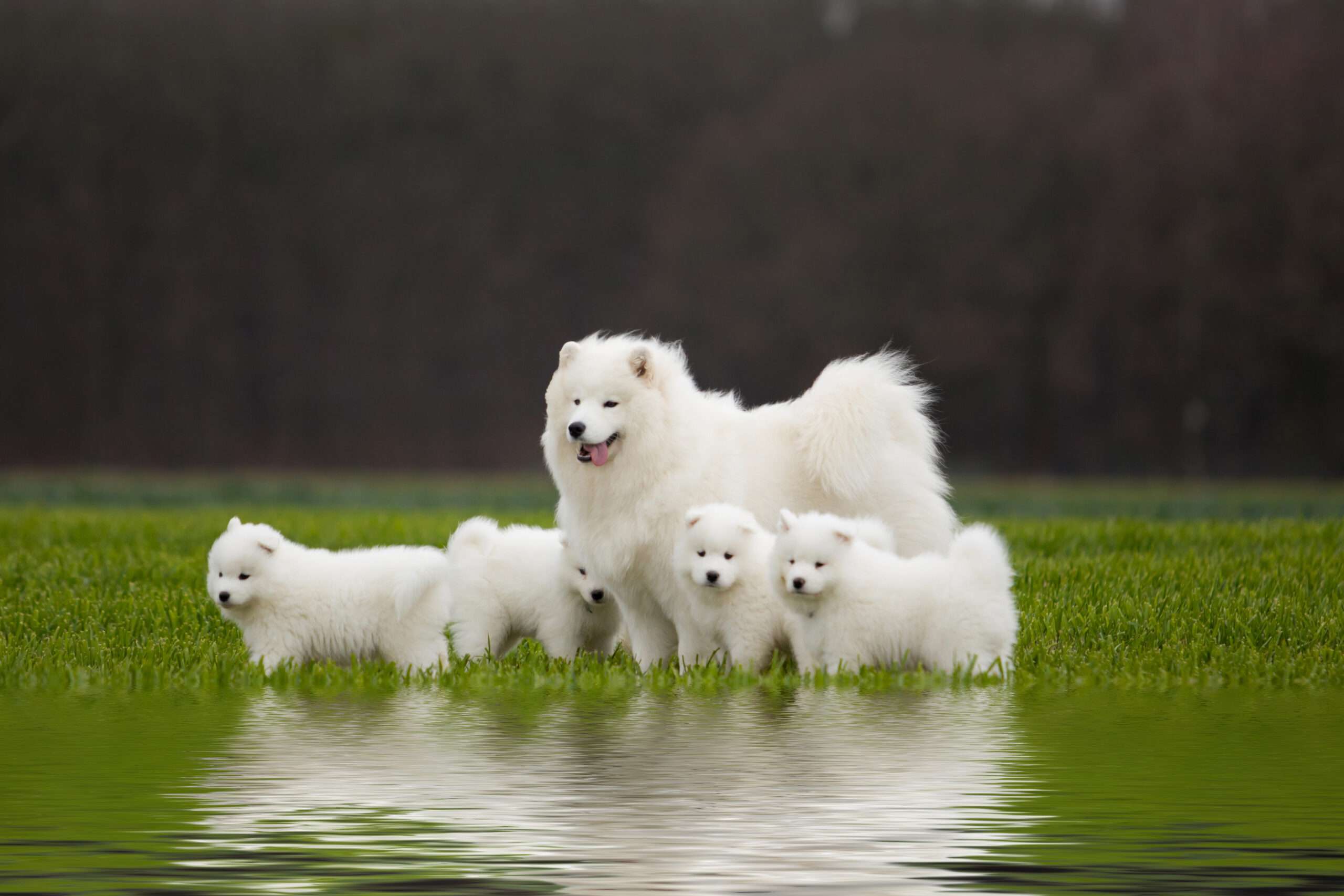 Samoyed - Dog Breed Information & Characteristics - FurLyfe!