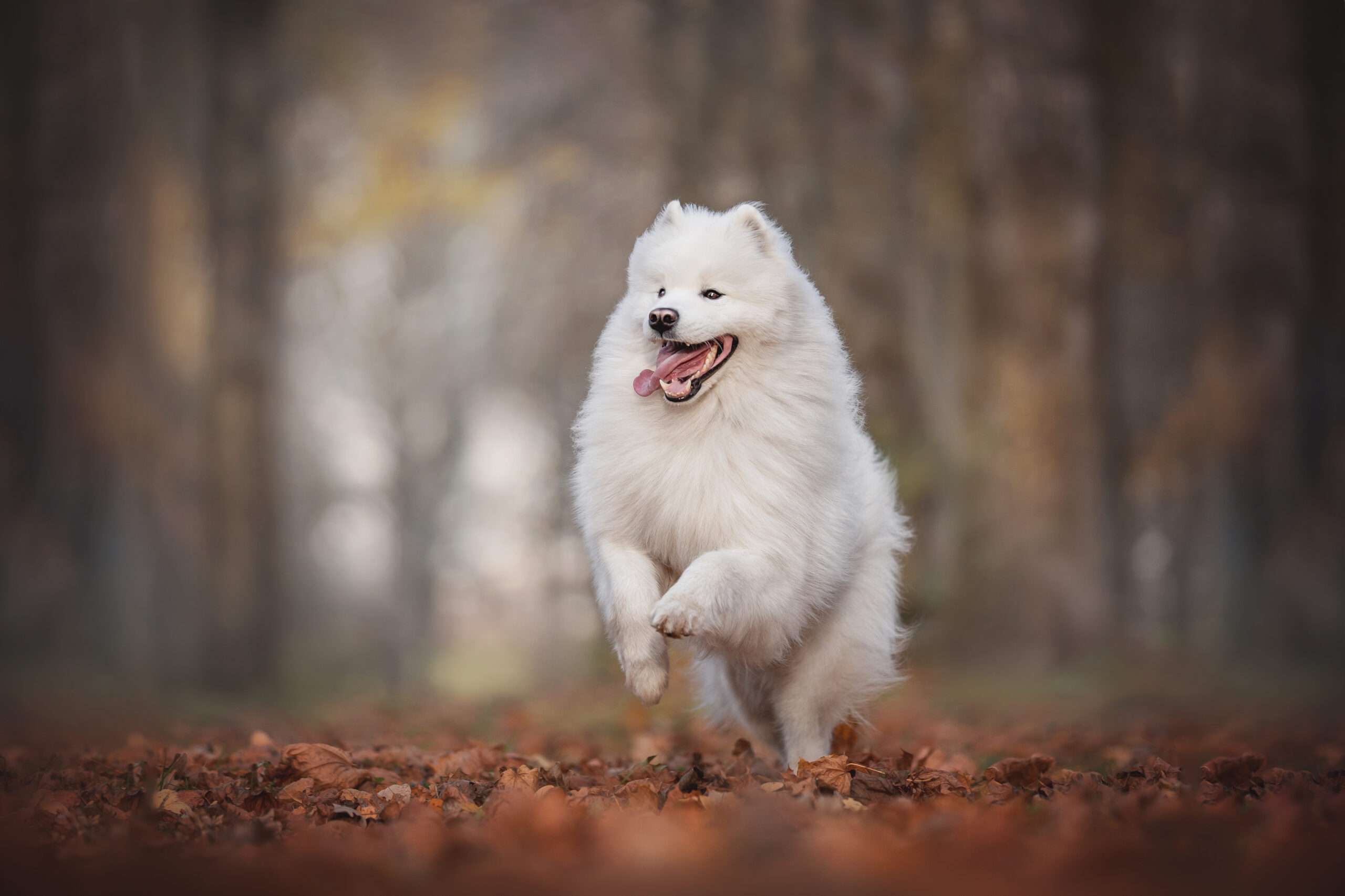 Samoyed - Dog Breed Information & Characteristics - FurLyfe!