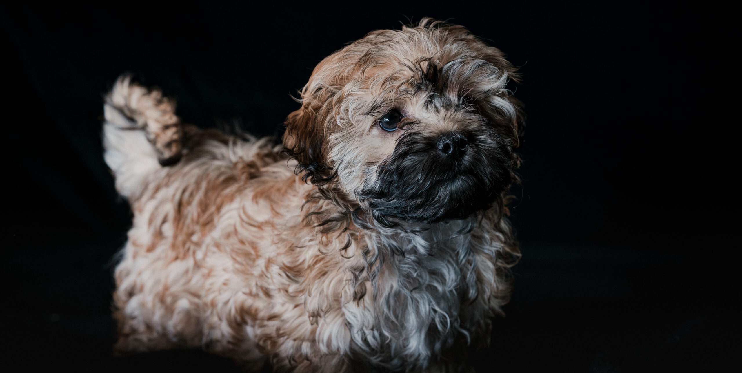 Russian Tsvetnaya Bolonka - FurLyfe!