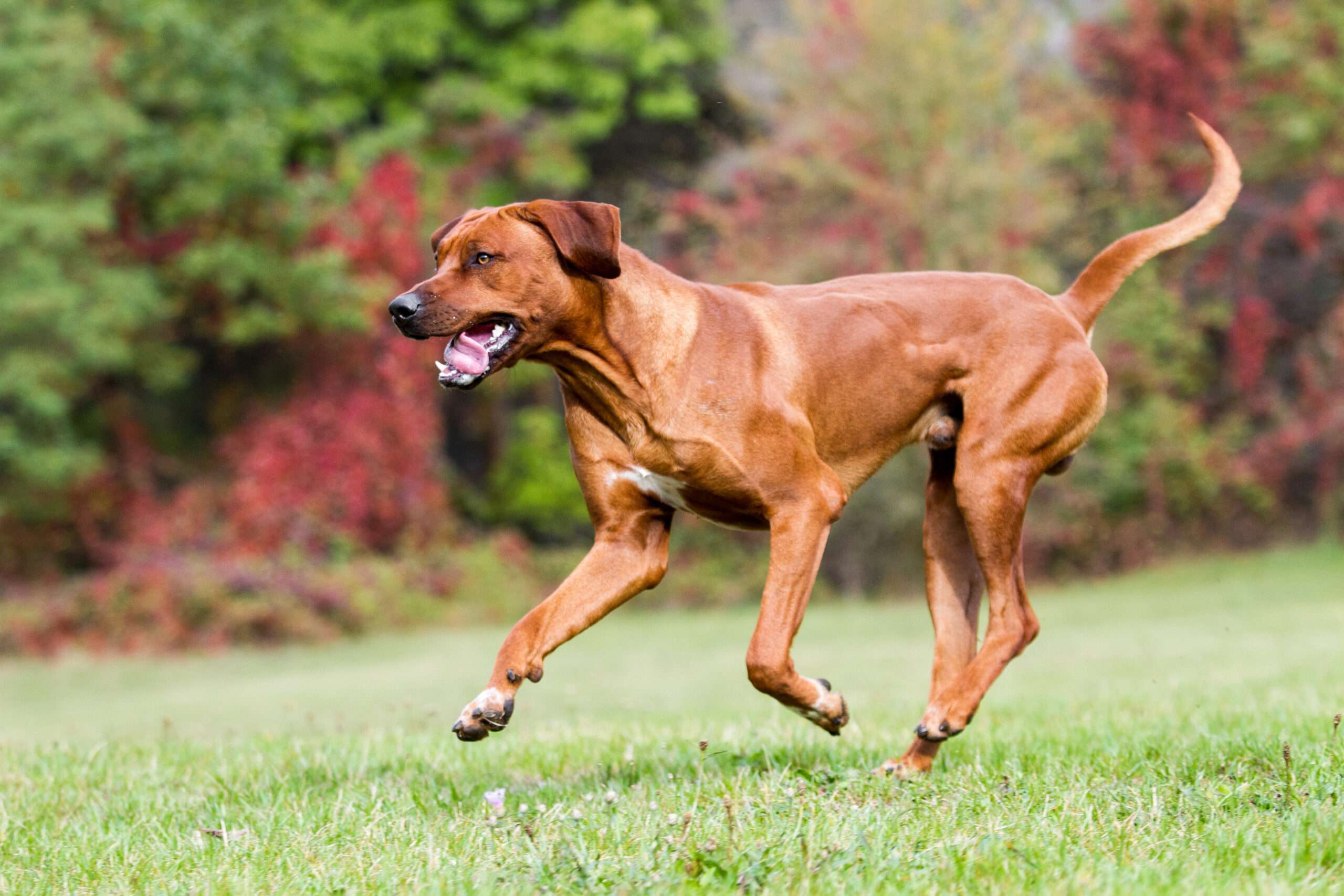 Rhodesian Ridgeback - FurLyfe!