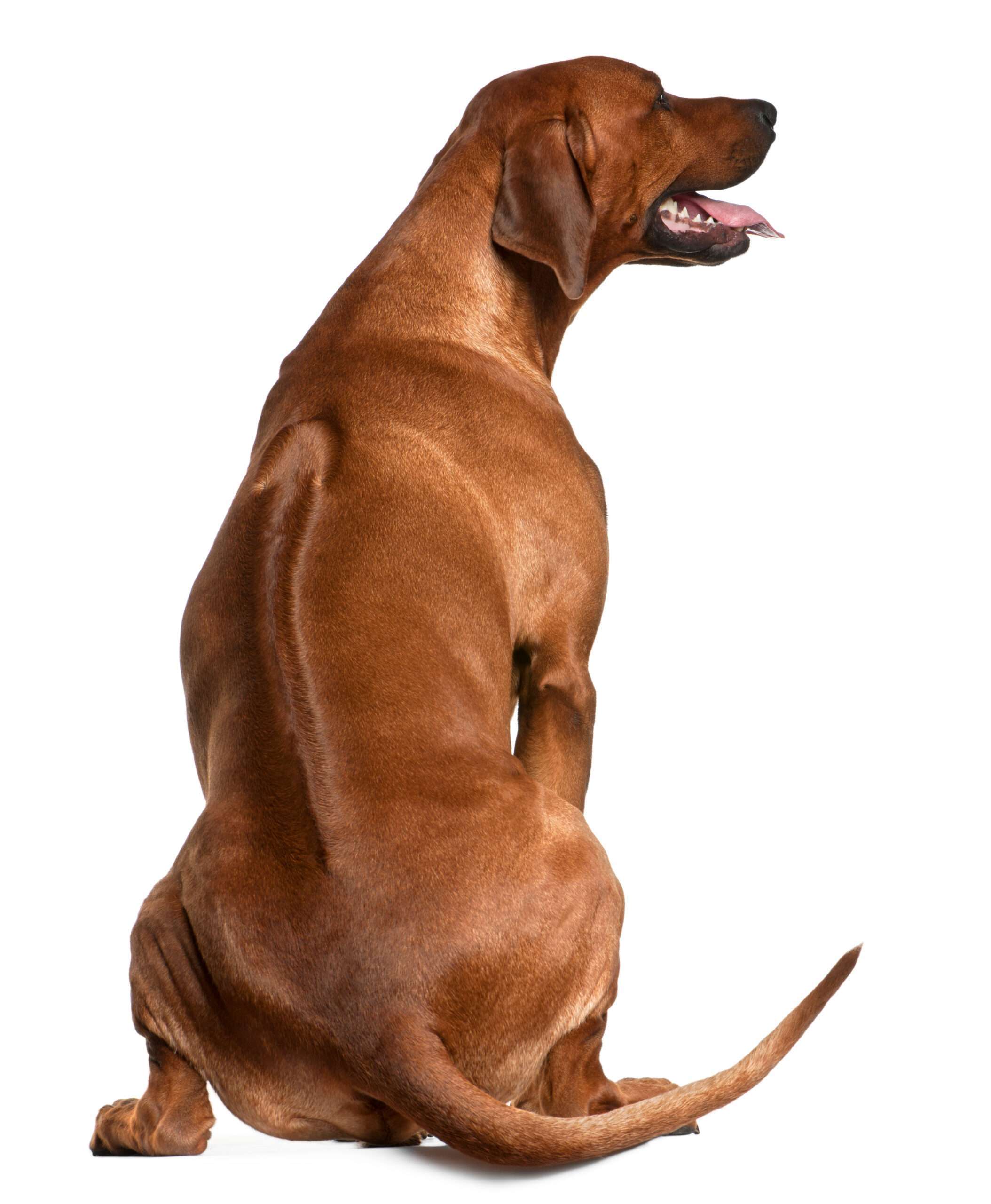 Rhodesian Ridgeback - Dog Breed Information & Characteristics - FurLyfe!