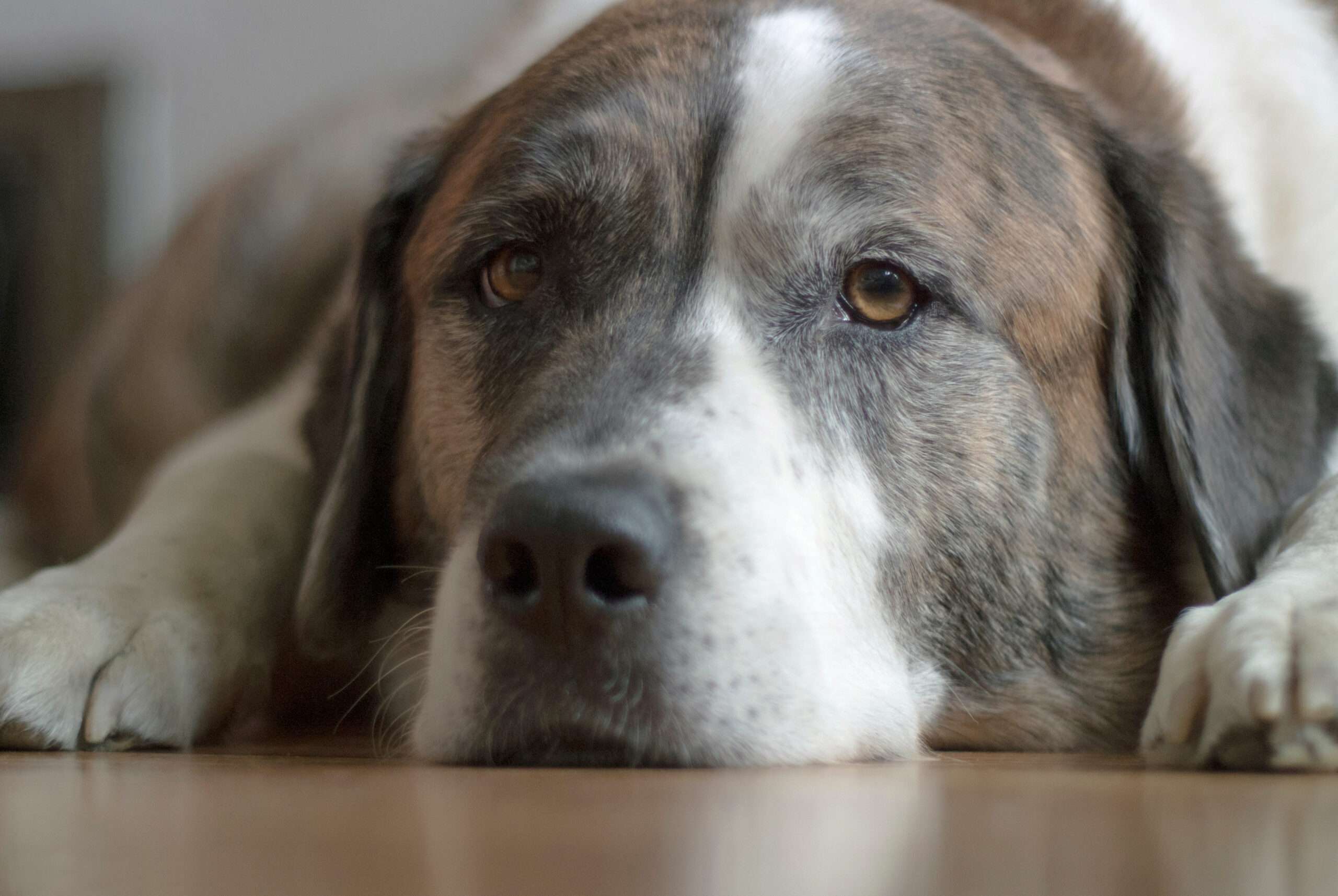 Rafeiro do Alentejo - Dog Breed Information & Characteristics - FurLyfe!