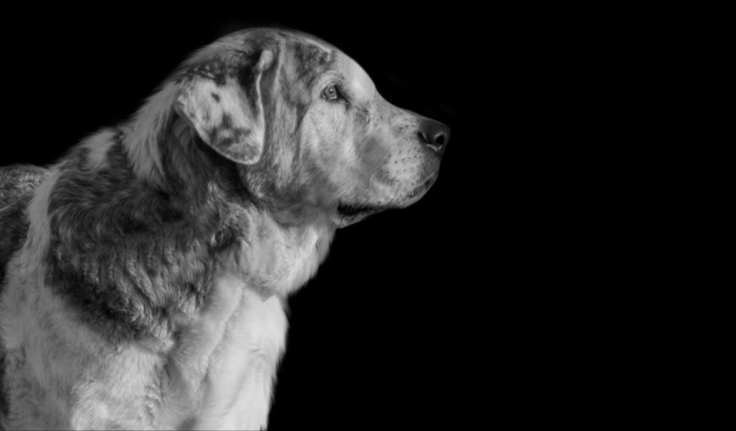 Rafeiro do Alentejo - FurLyfe!