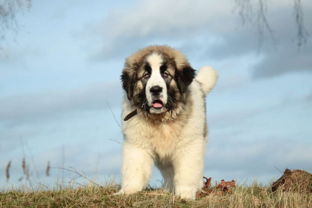Pyrenean Mastiff - Dog Breed Information & Characteristics - FurLyfe!