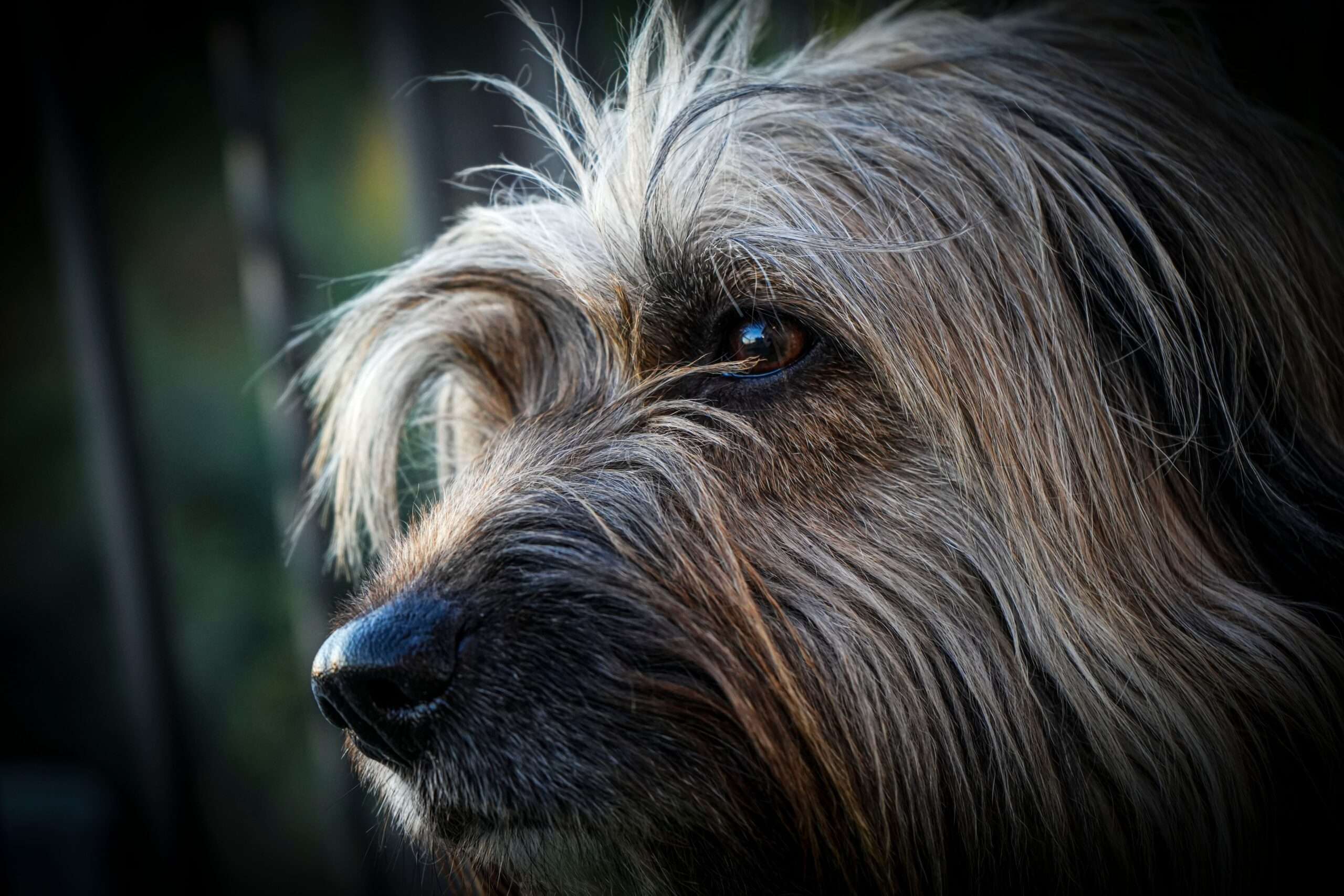 Pyrenean Shepherd - Dog Breed Information & Characteristics - FurLyfe!