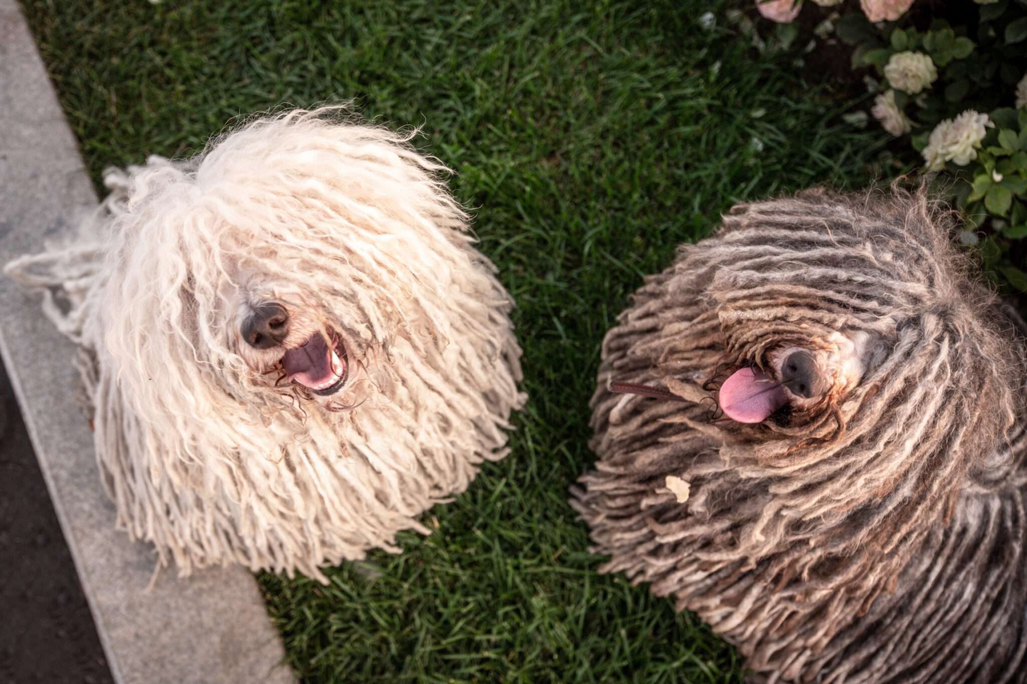 Guide to Dog Clubs for Dog Owners - FurLyfe!