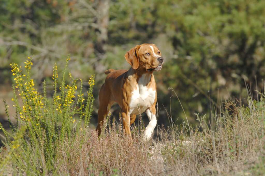 Portuguese Pointer - Dog Breed Information & Characteristics - FurLyfe!