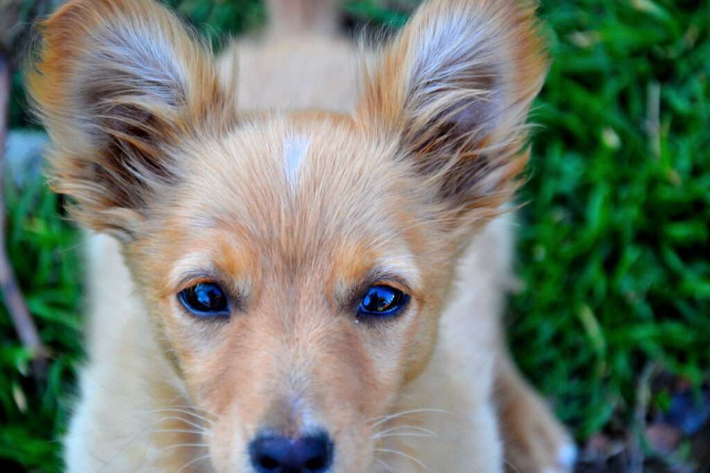 Portuguese Podengo Pequeno - FurLyfe!