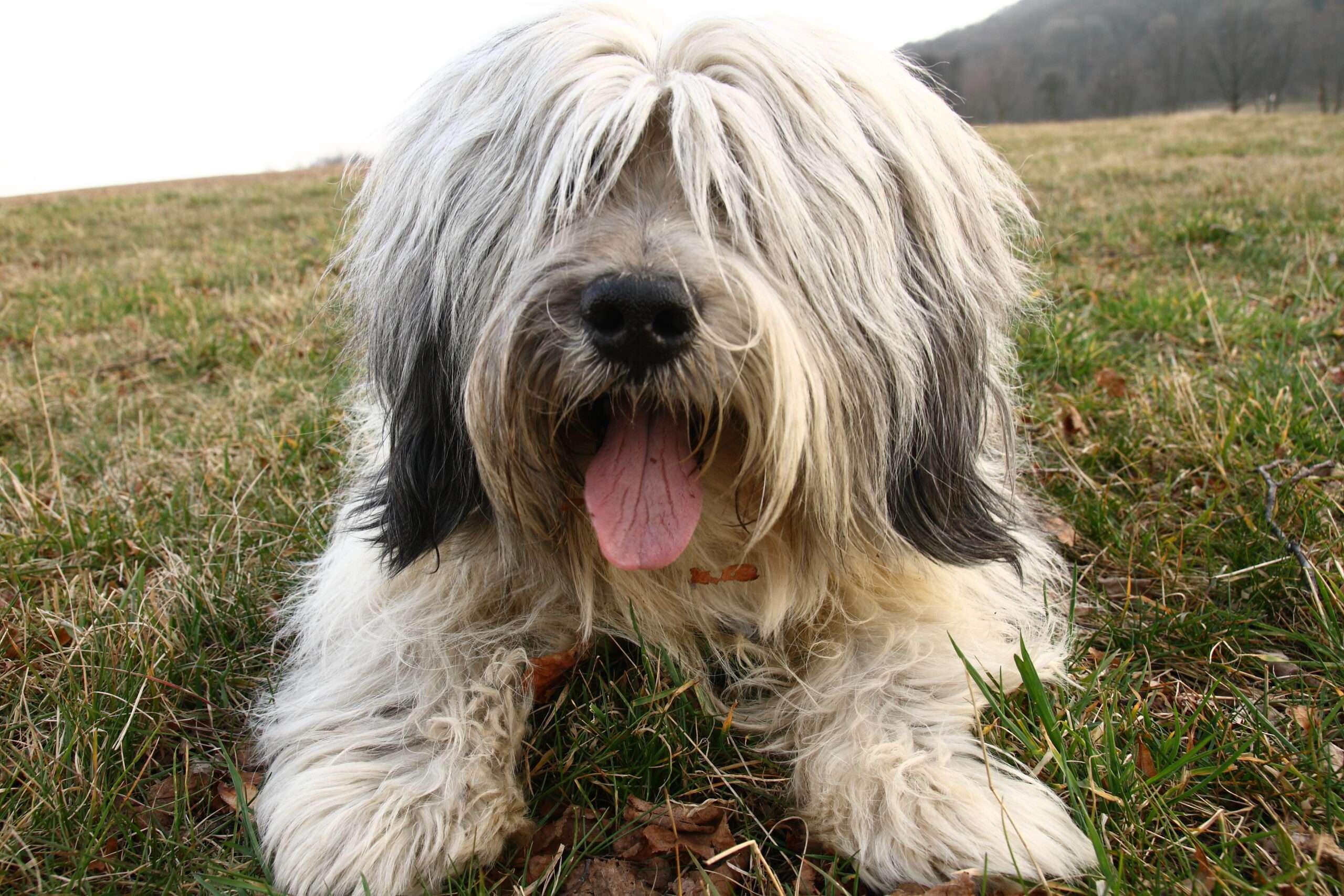 Polish Lowland Sheepdog - Dog Breed Information & Characteristics ...