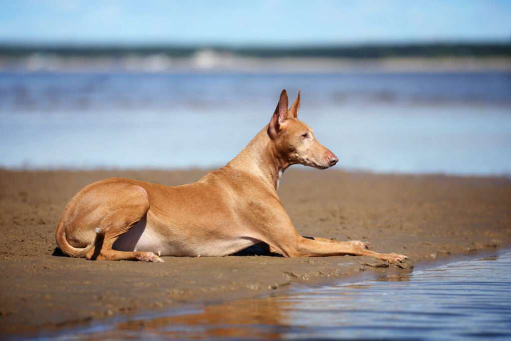 Pharaoh Hound - Dog Breed Information & Characteristics - FurLyfe!