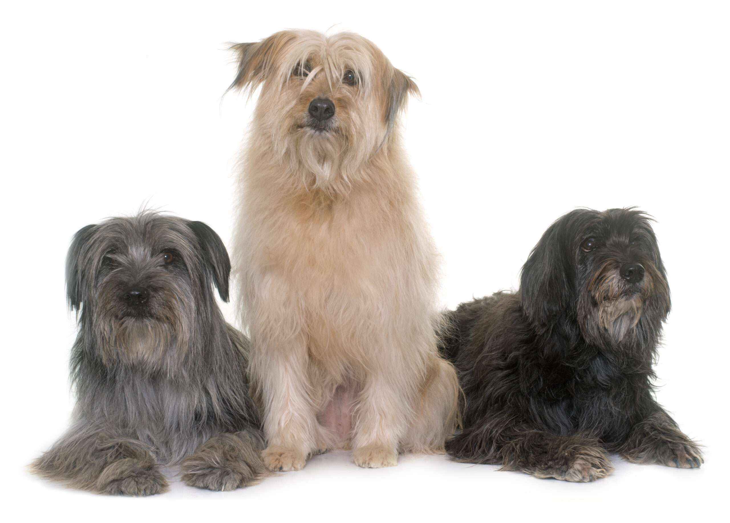 Pyrenean Shepherd - Dog Breed Information & Characteristics - FurLyfe!