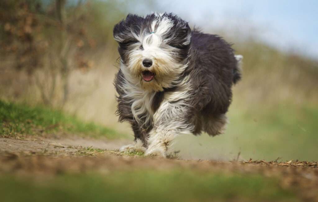 Old English Sheepdog - FurLyfe!