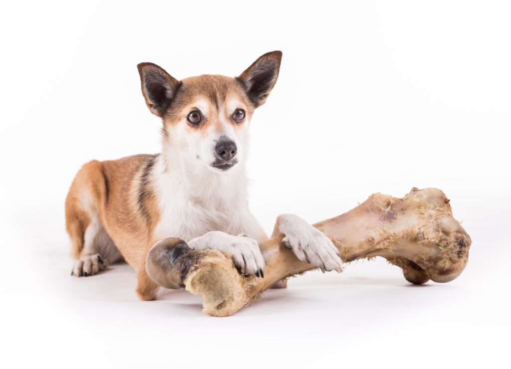 Norwegian Lundehund - Dog Breed Information & Characteristics - FurLyfe!