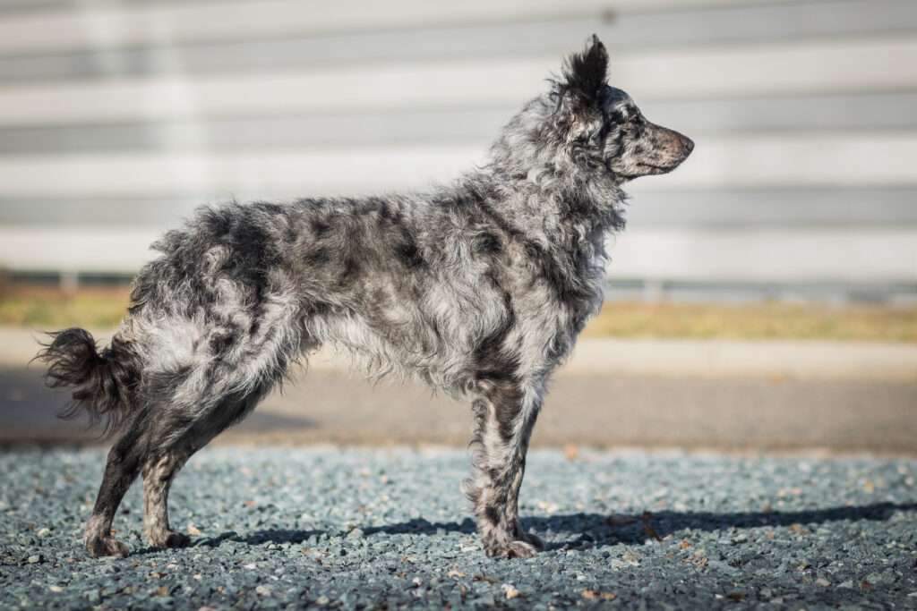 Mudi - Dog Breed Information & Characteristics - FurLyfe!