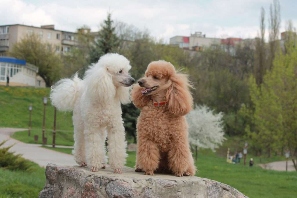Poodle (Miniature) - Dog Breed Information & Characteristics - FurLyfe!