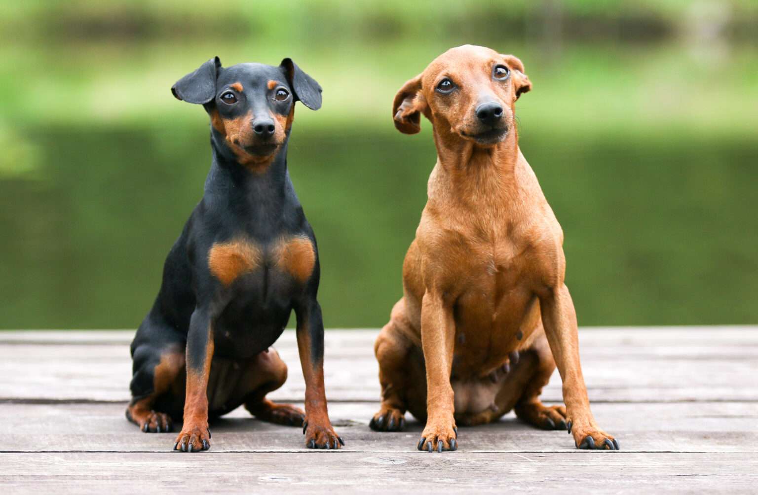 10 Best Small Guard Dog Breeds for Home Security - FurLyfe!