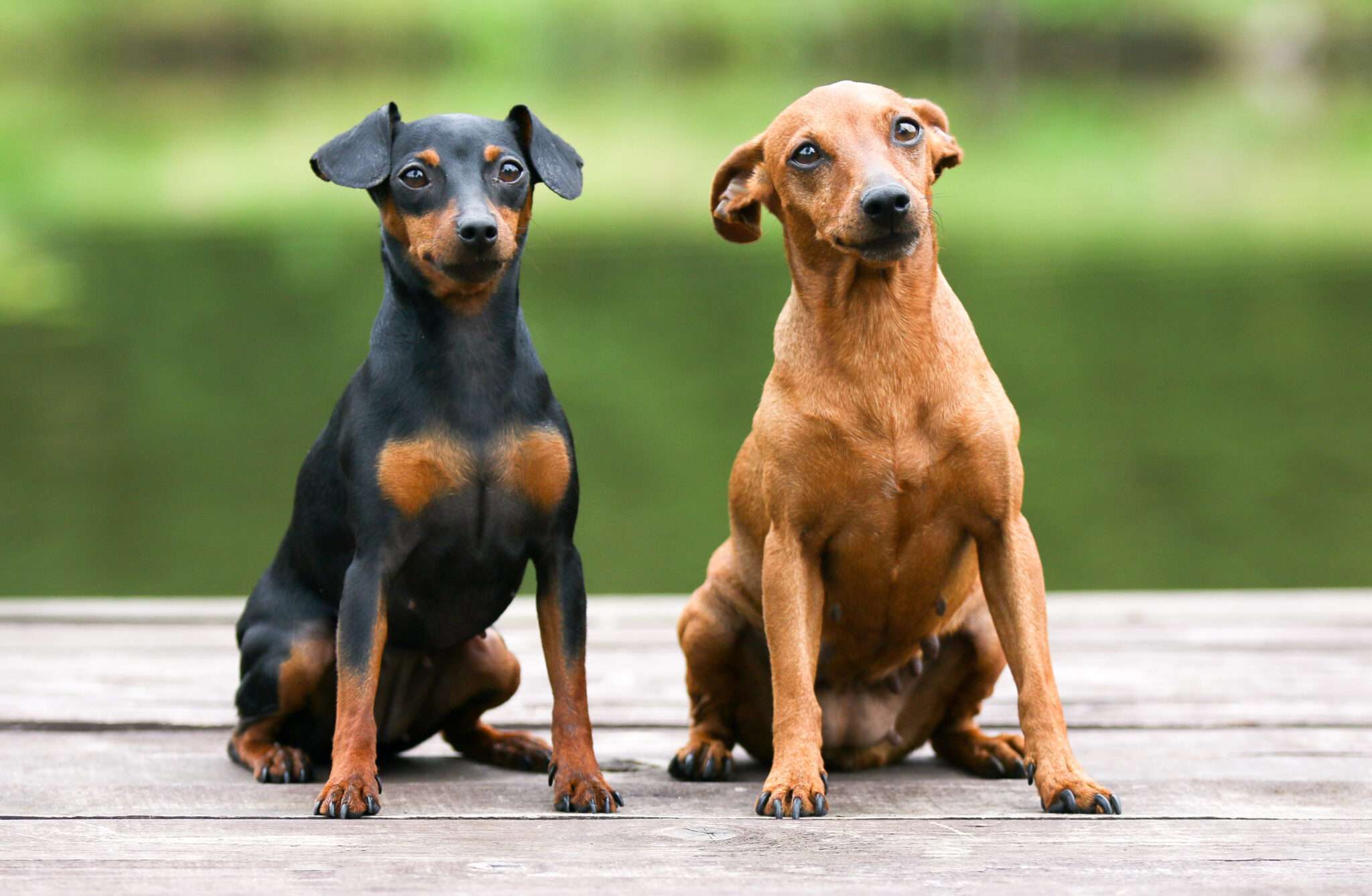 10 Best Small Guard Dog Breeds for Home Security - FurLyfe!