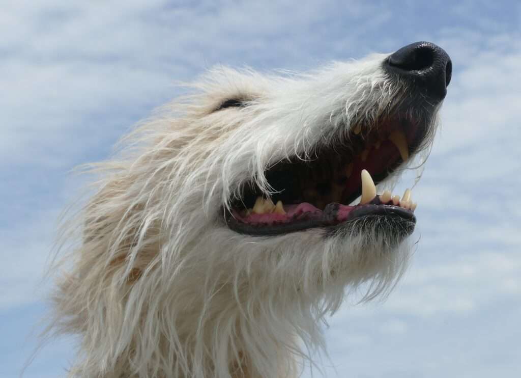 Lurcher - Dog Breed Information & Characteristics - FurLyfe!