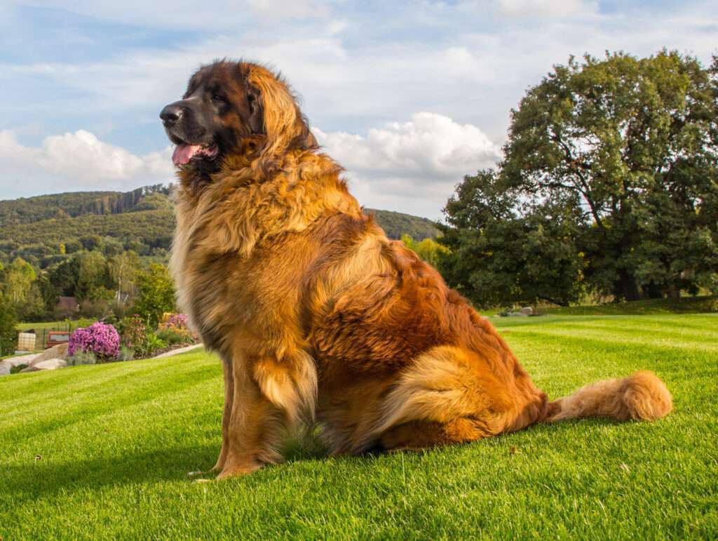 Leonberger - Dog Breed Information & Characteristics - FurLyfe!