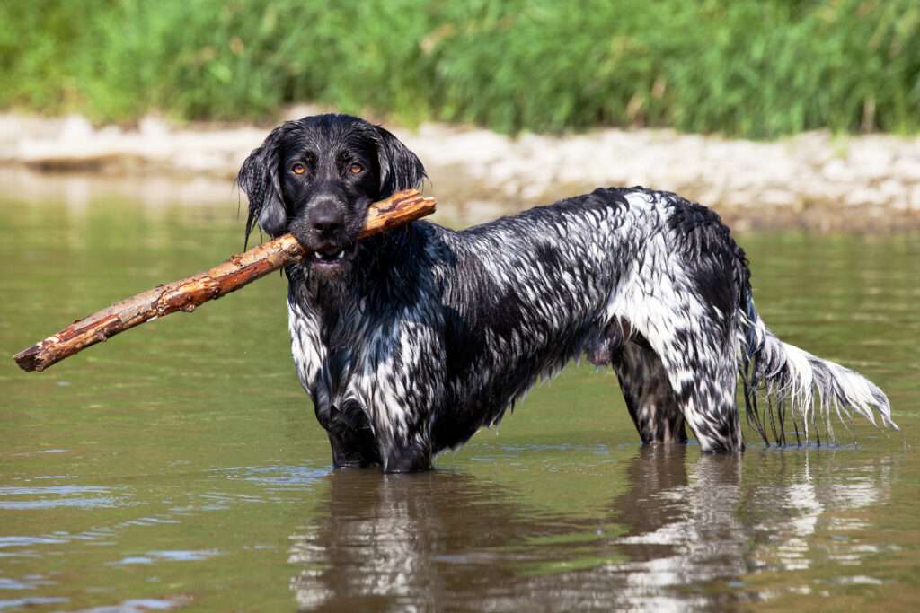 Large Munsterlander - Dog Breed Information & Characteristics - FurLyfe!