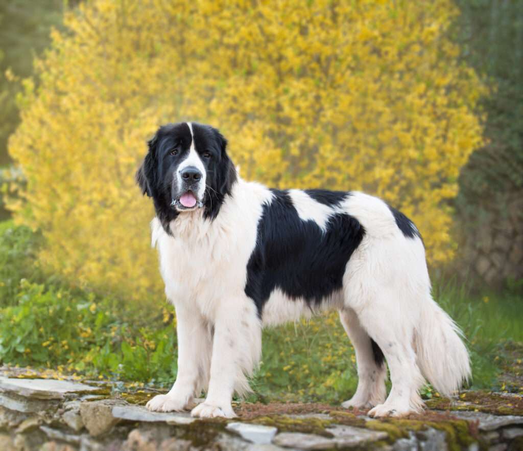 Landseer - Dog Breed Information & Characteristics - FurLyfe!