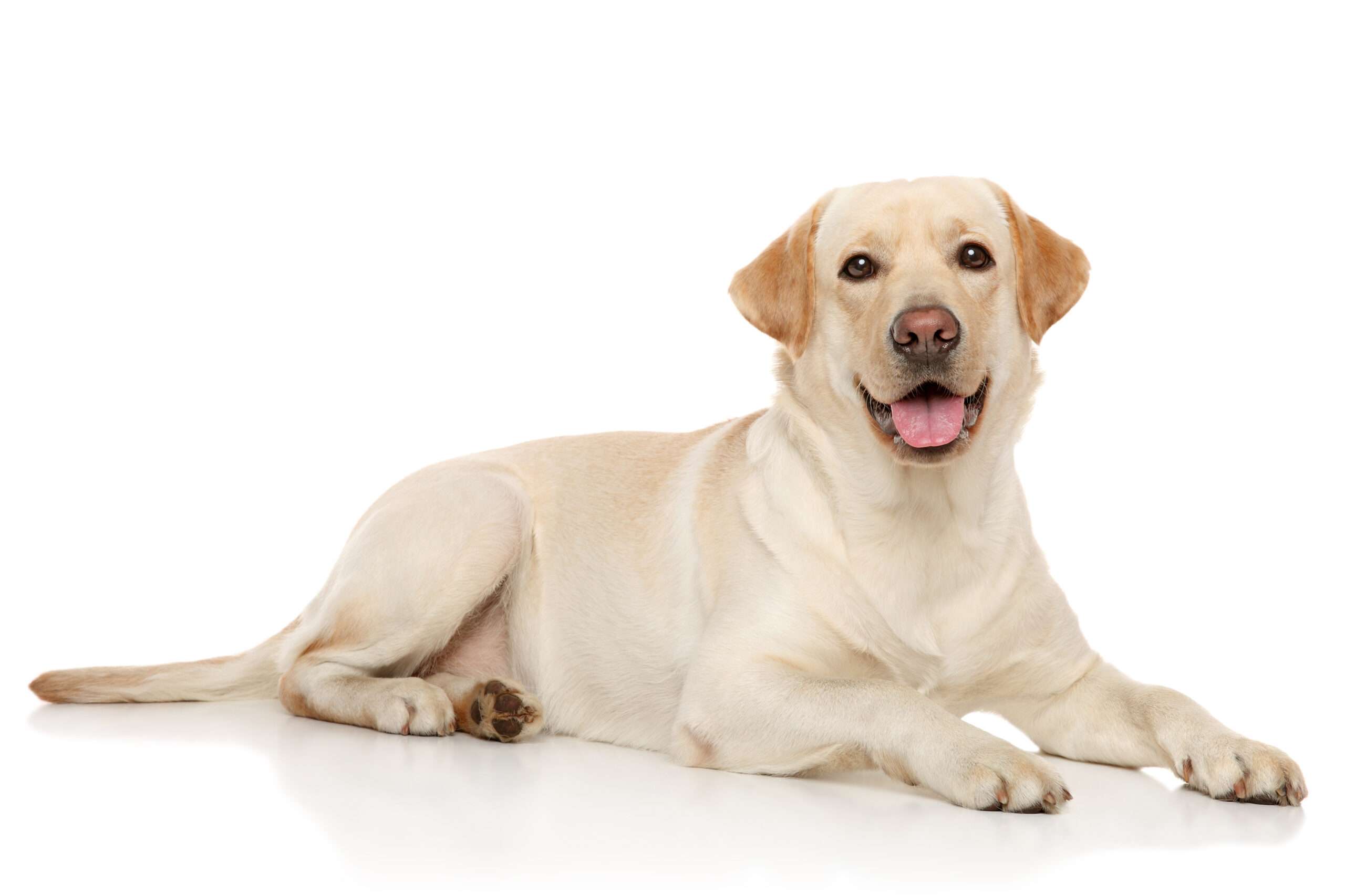 Labrador Retriever - Dog Breed Information & Characteristics - FurLyfe!