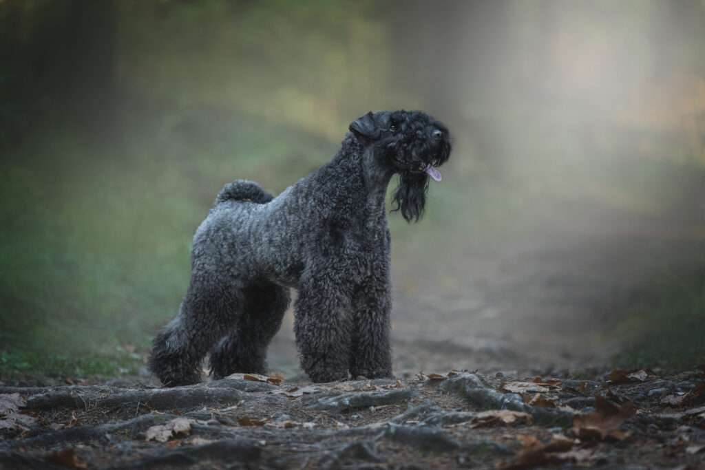Kerry Blue Terrier - Dog Breed Information & Characteristics - FurLyfe!