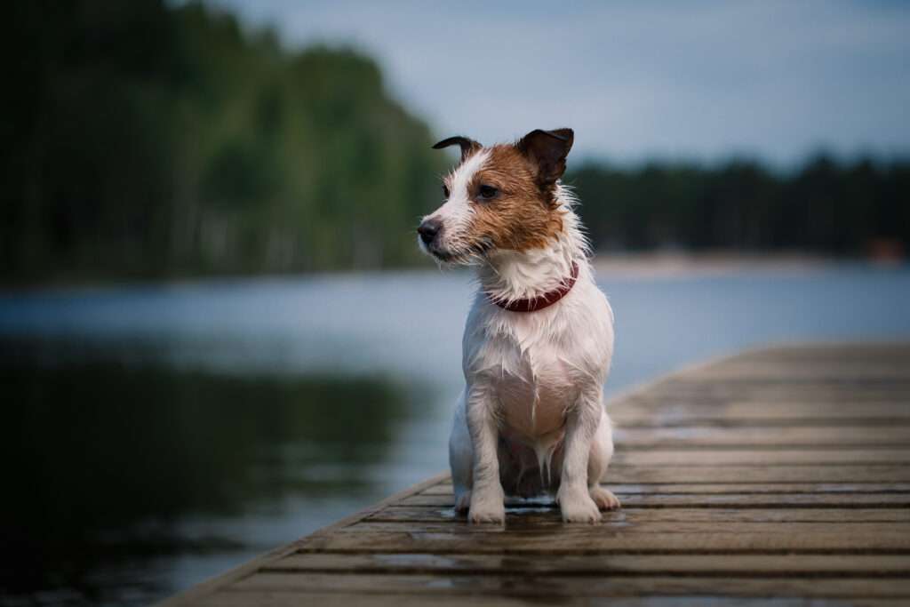 Jack Russell Terrier - Dog Breed Information & Characteristics - FurLyfe!