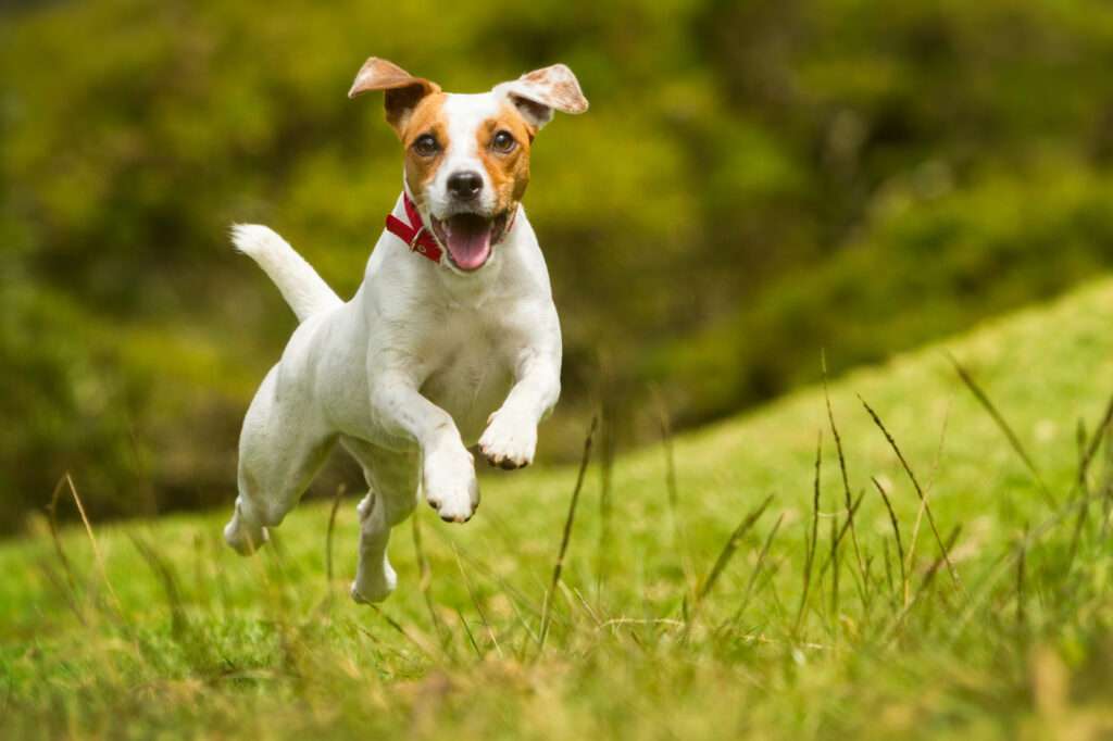 10 Best High-Jumping Dog Breeds And The Highest Jumpers - FurLyfe!