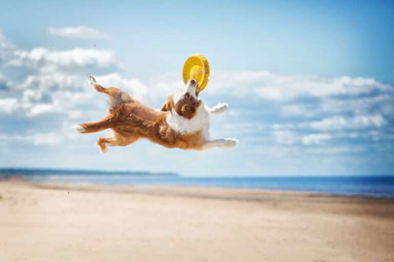 10 Best High-Jumping Dog Breeds And The Highest Jumpers - FurLyfe!
