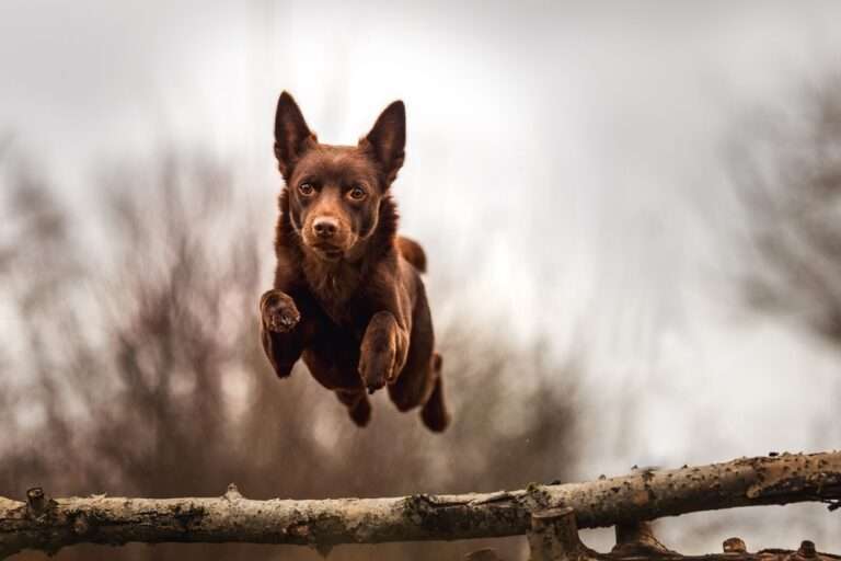 10 Best High-Jumping Dog Breeds And The Highest Jumpers - FurLyfe!