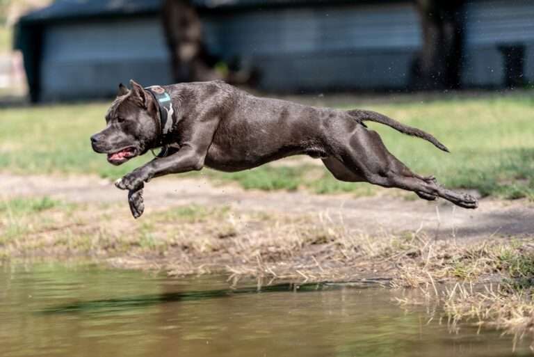 10 Best High-Jumping Dog Breeds And The Highest Jumpers - FurLyfe!