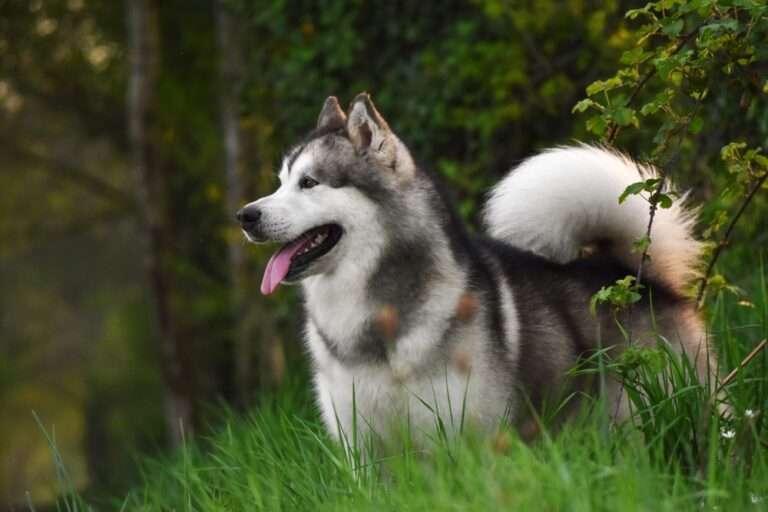 10 Smiling Dog Breeds | Furry Friend That Will Brighten Your Day