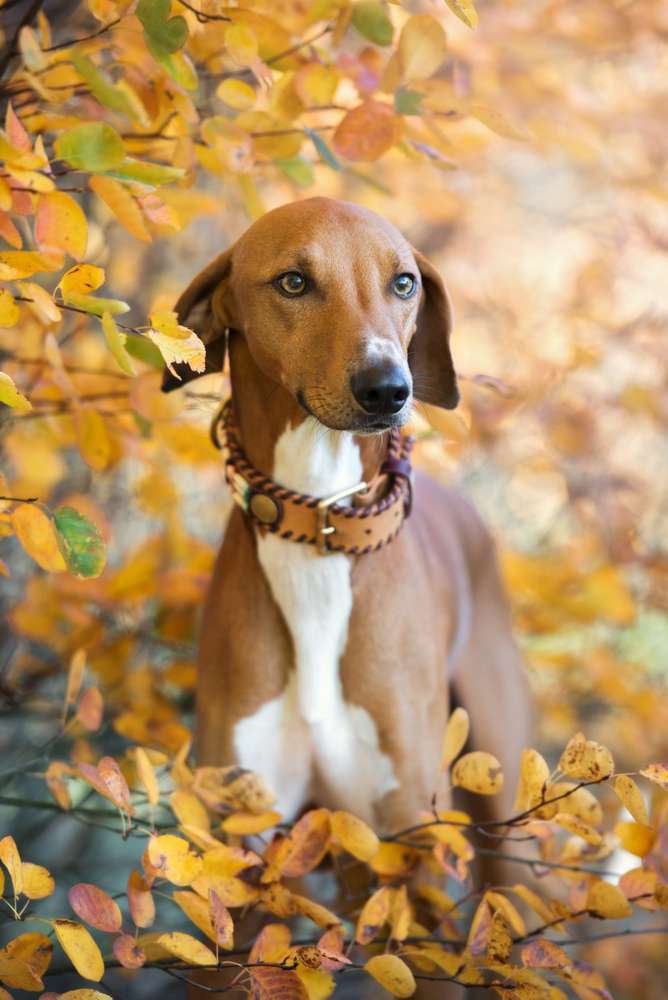 Azawakh - Dog Breed Information & Characteristics - FurLyfe!