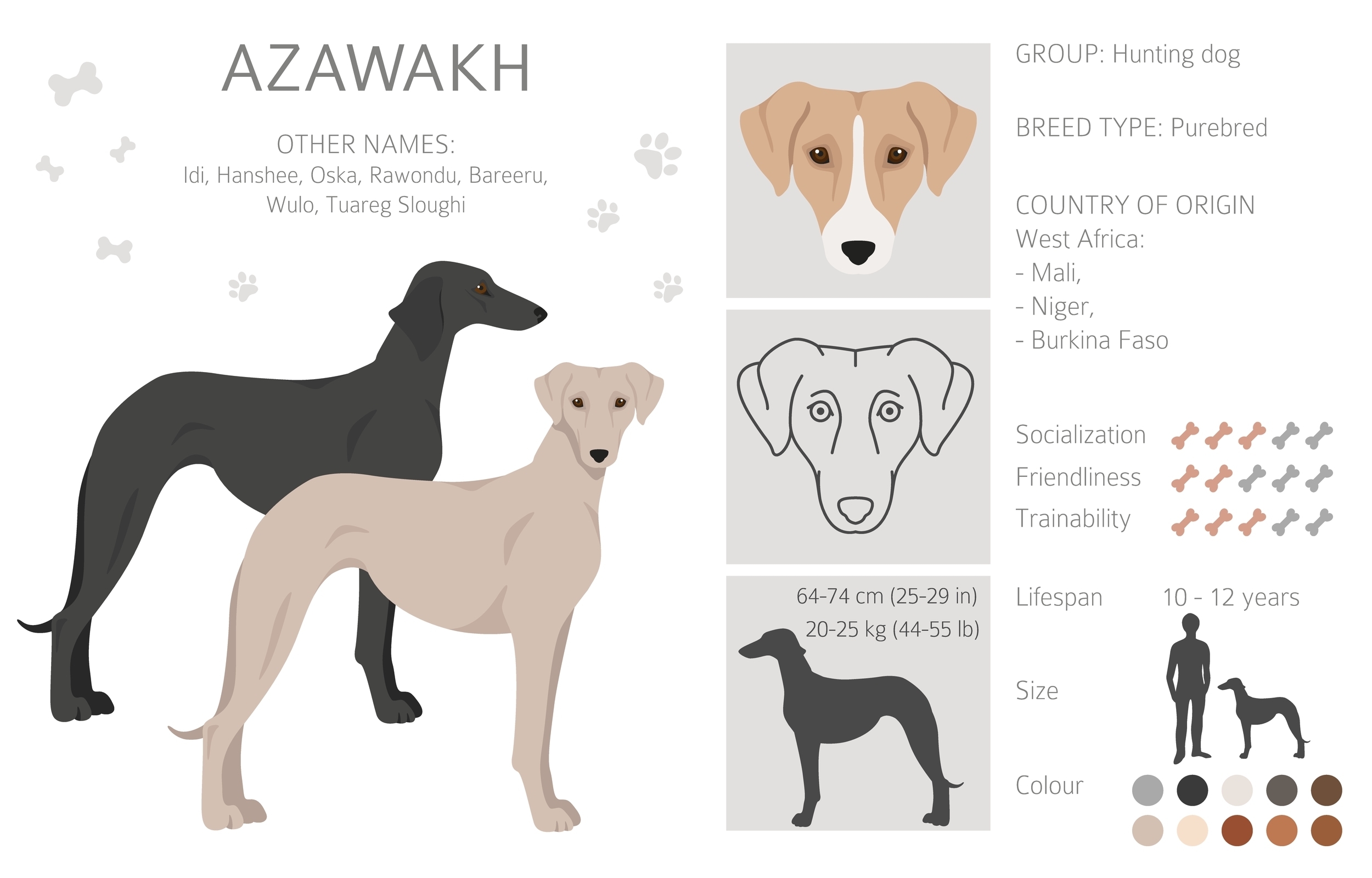 Azawakh - Dog Breed Information & Characteristics - FurLyfe!