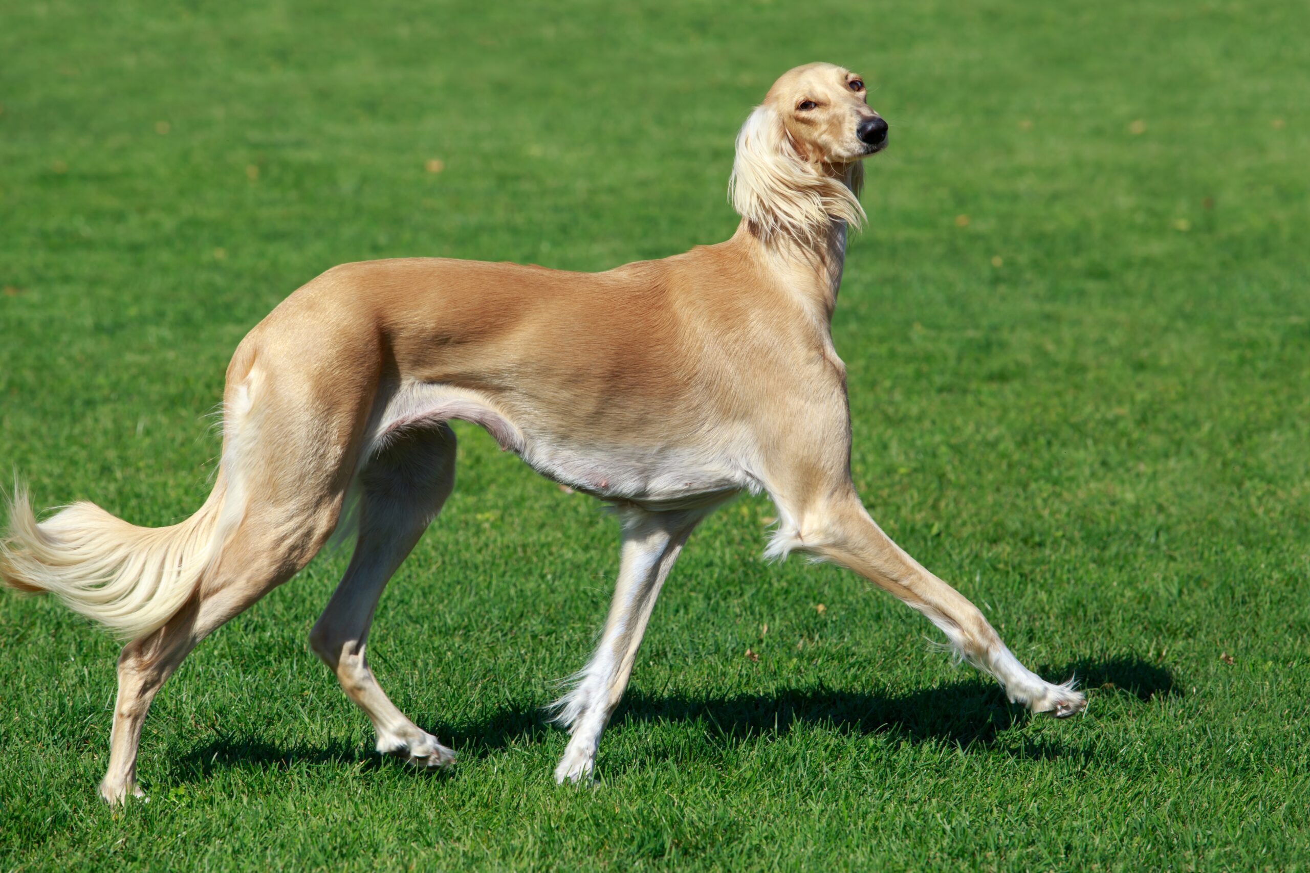 Azawakh - Dog Breed Information & Characteristics - FurLyfe!