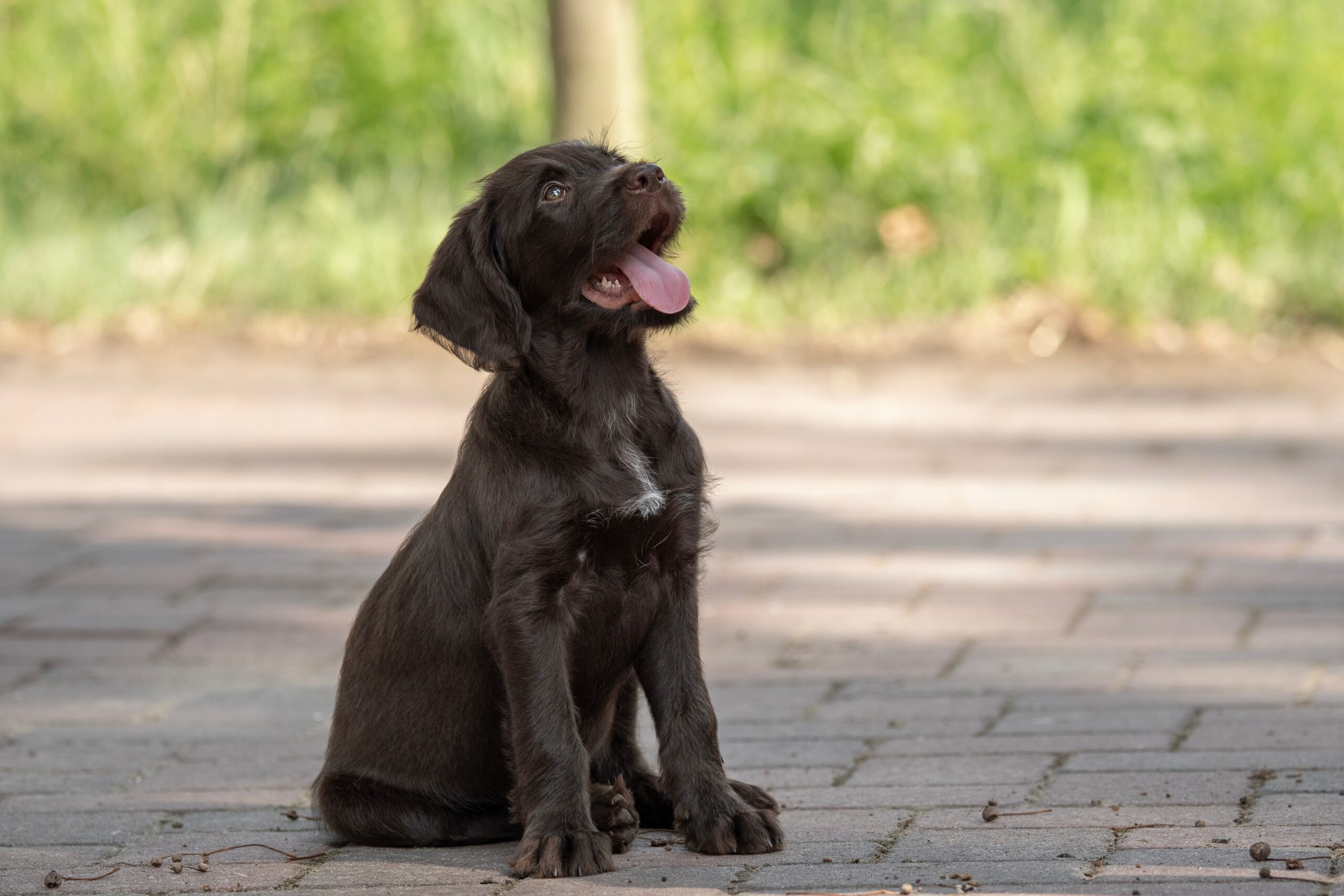 Pudelpointer - FurLyfe!